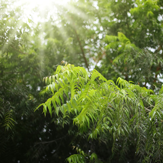 TREEPHALA AYURVEDA Pvt. Ltd.